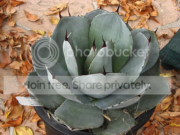 Mr. Ripple and friends - CactiGuide.com