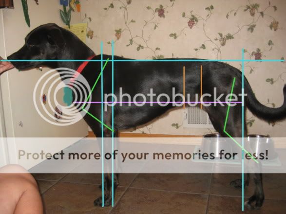 Did I do this right? RE: Stacking and Lines | Page 4 | Puppy Forum and ...