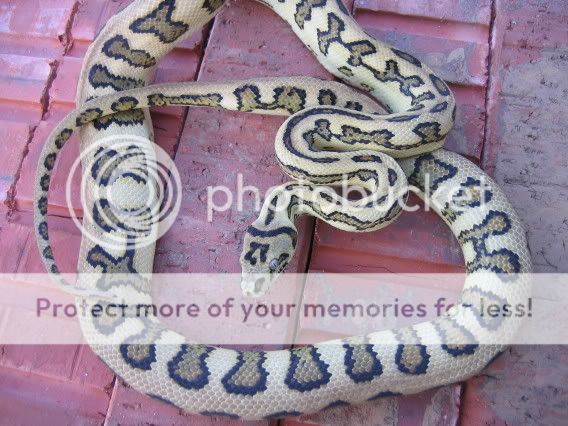 Jungle with a Jag Pattern! | Aussie Pythons & Snakes Forum