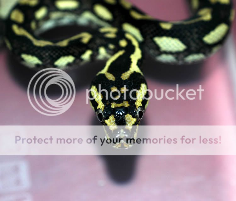 Jungle Patterns | Aussie Pythons & Snakes Forum