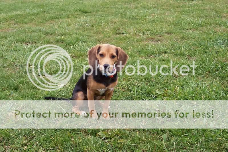 POLL: Are these hound B&T or Tri Color? - The American Beagler Forum