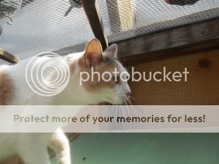 Teo's Outdoor enclosure (Iguana) | Reptile Forums