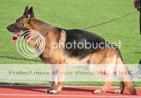 Roach Back | German Shepherds Forum