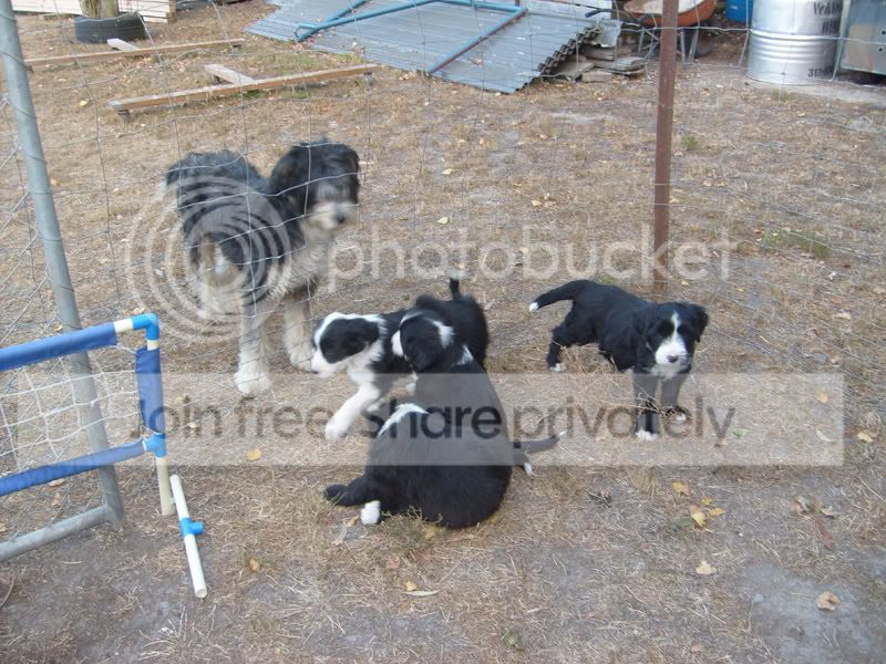 Beardie puppies for sale North Canterbury - lifestyleblock discussion ...