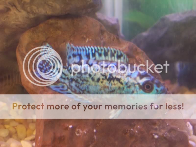 EBJD | Cichlid Fish Forum