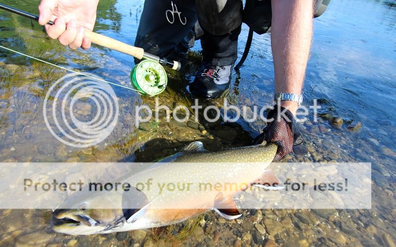 Sutton River Brook Trout | Ohio Game Fishing