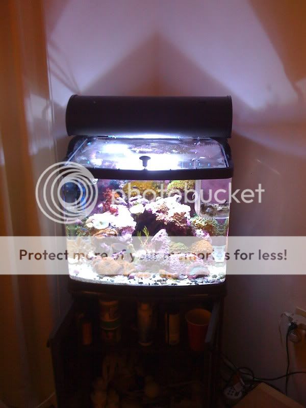 AIO Build - FSU1Dolfan's BioCube 29G | Reef2Reef