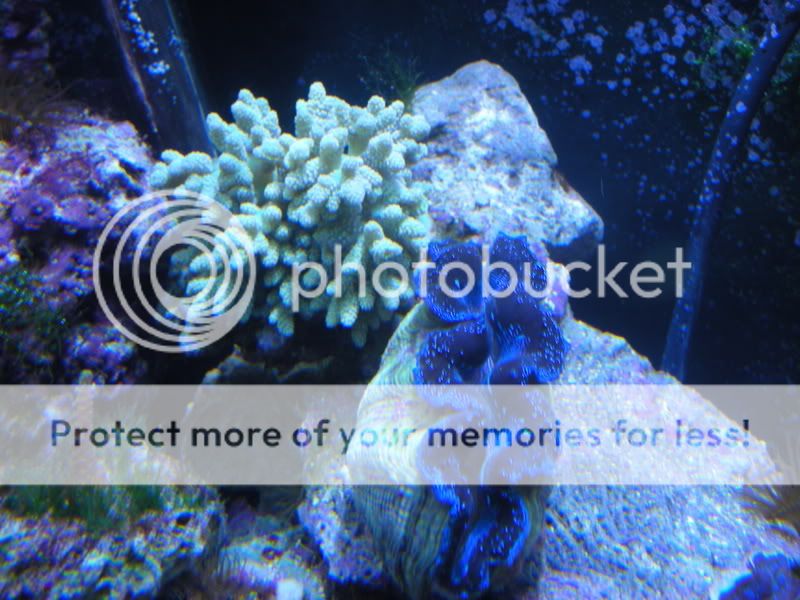 Pine Cone Leather Coral - Reef Central Online Community