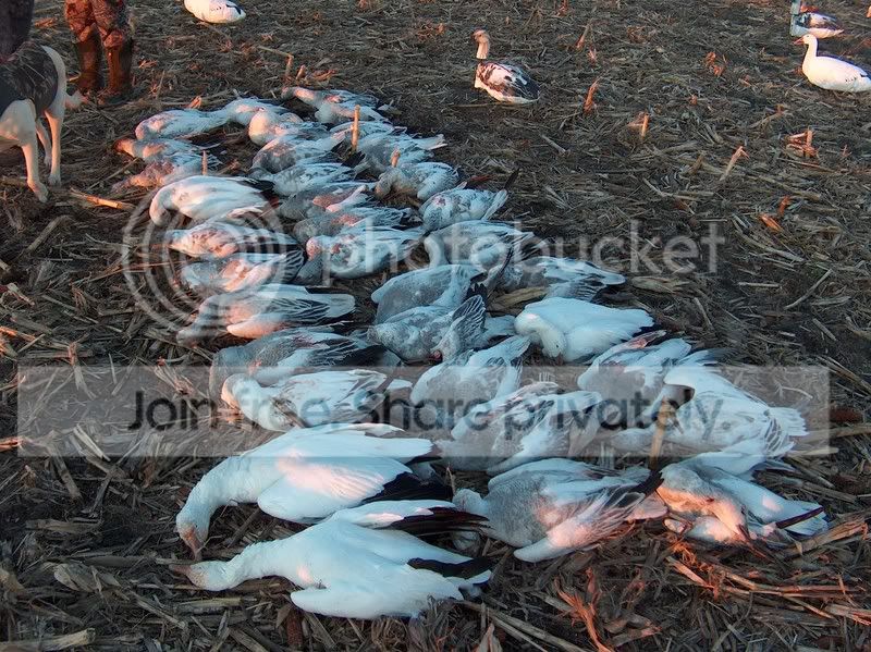 Snow goose hunt in Delaware | Duck Hunting Forum