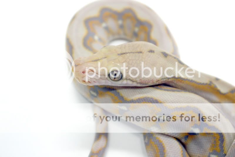 The Reticulated Python Thread | Page 41 | Reptile Forums