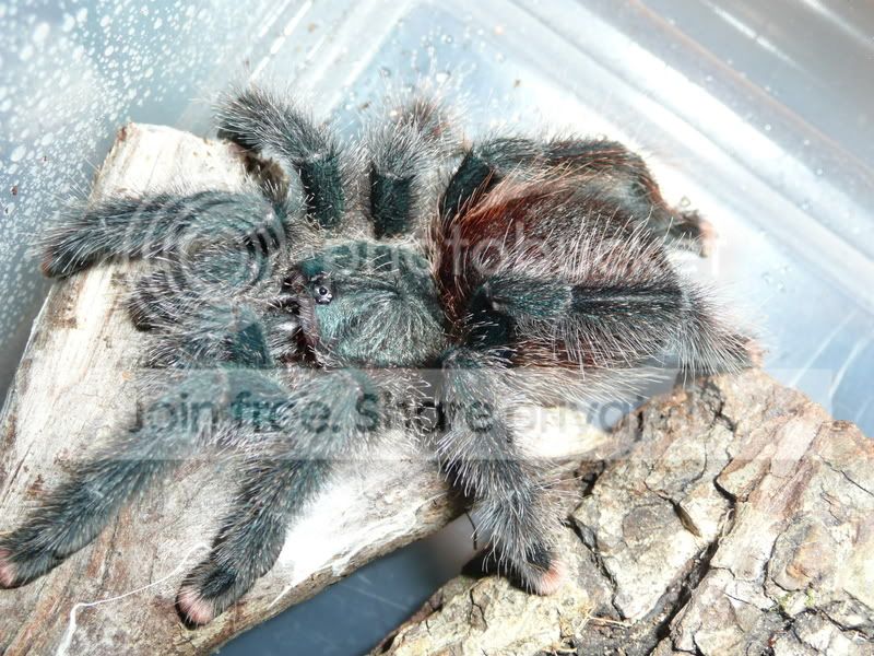 A. Avic's (Tarantula) enclosure and photo shoot | MonsterFishKeepers.com