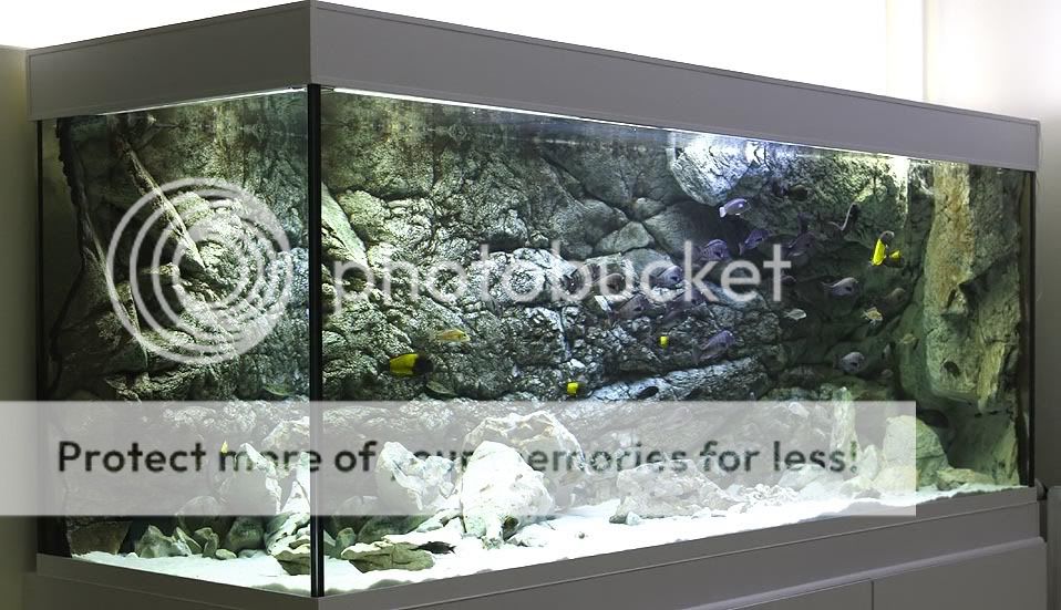 840 L/220 gal Tropheus tank | Cichlid Fish Forum