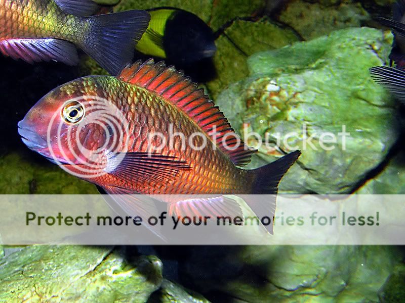 Tropheus sp. red NDOLE | Cichlid Fish Forum