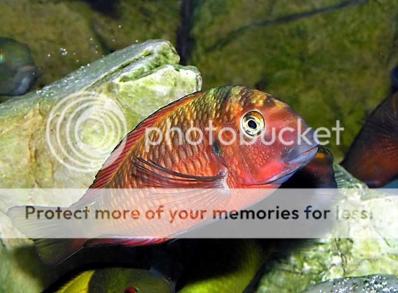 Tropheus sp. red NDOLE | Cichlid Fish Forum