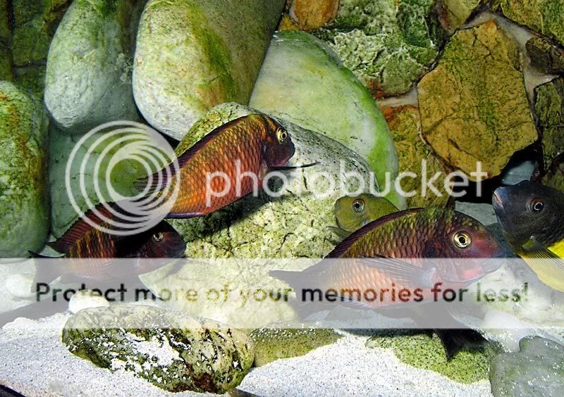 Tropheus sp. red NDOLE | Cichlid Fish Forum