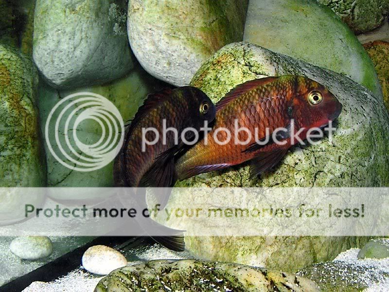 Tanganyikan photo journal, *4/3 end of journal* | Page 9 | British ...